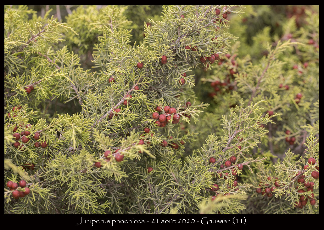 Juniperus phoenicea
